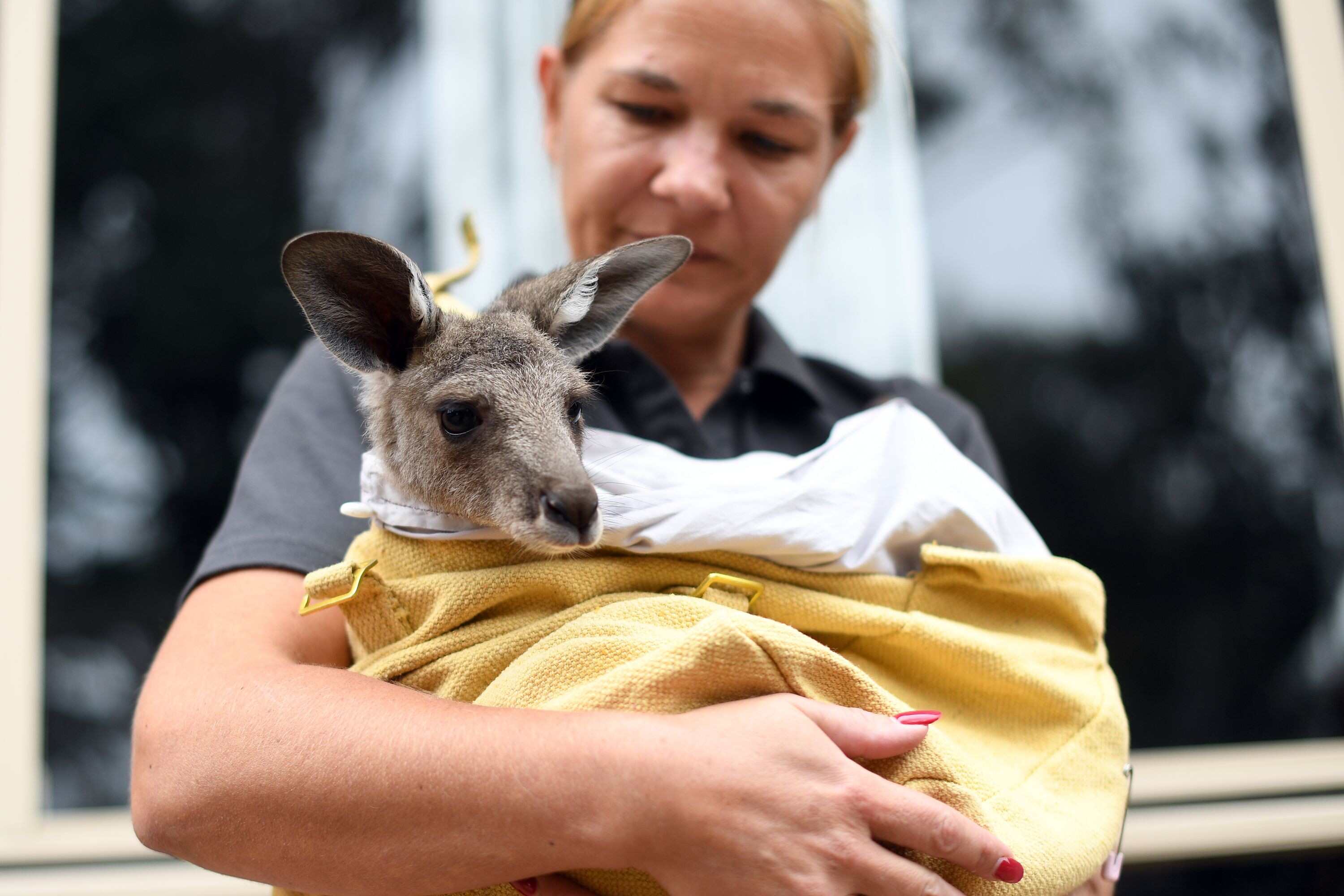 Help for animals affected by wild fires in Australia | Young Post Club