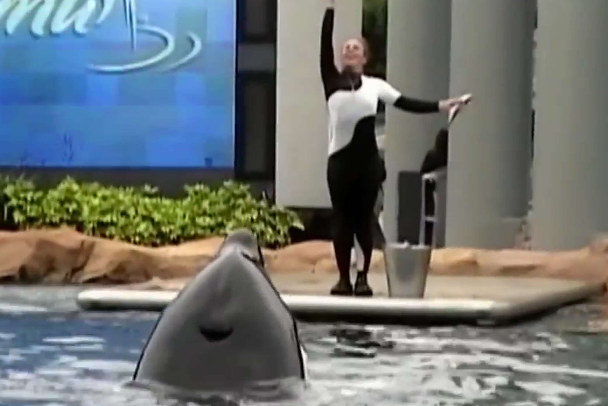 Blackfish inspires animal conservation [Review] | Young Post Club