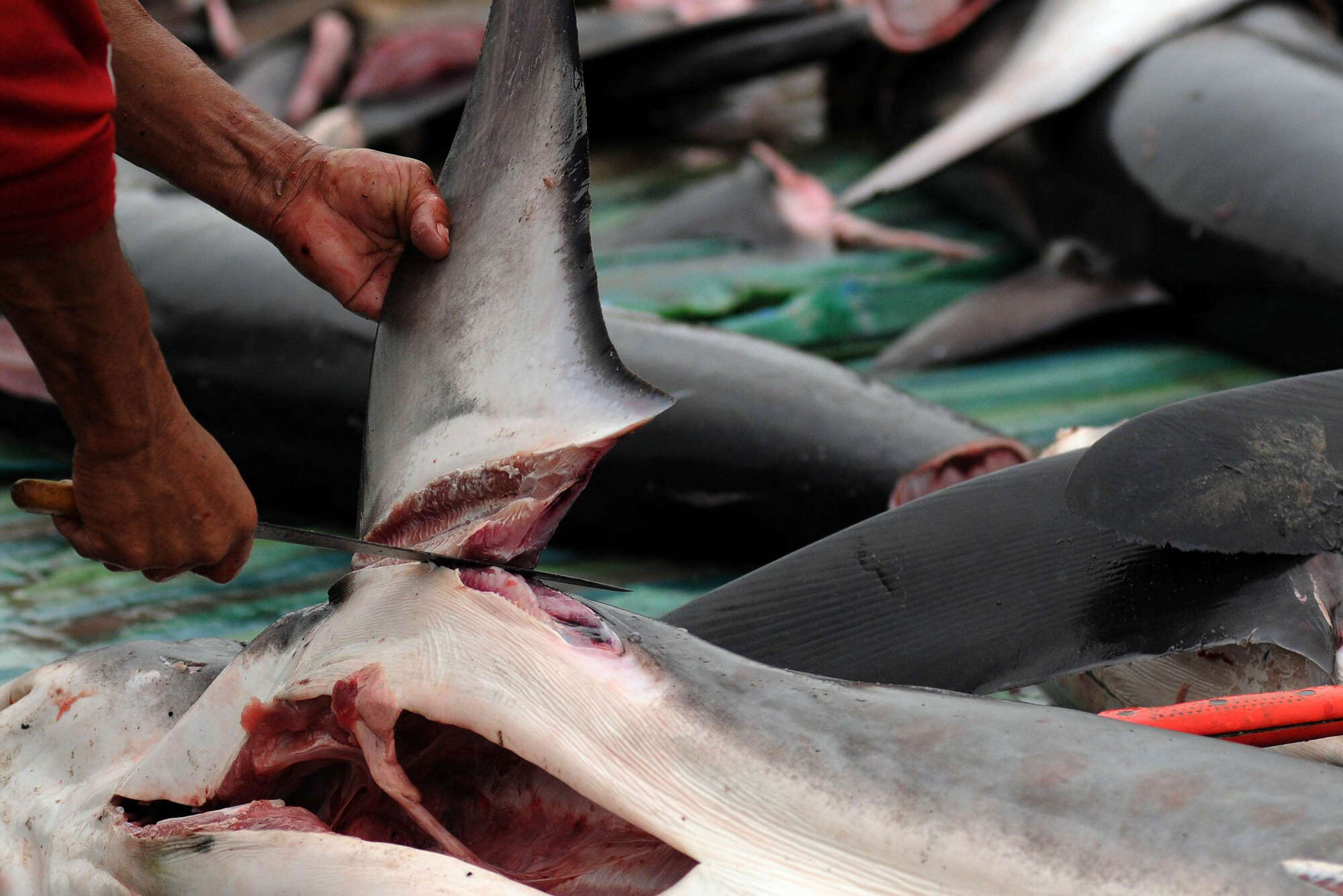 Say no to shark fin - it’s the right thing to do | Young Post Club