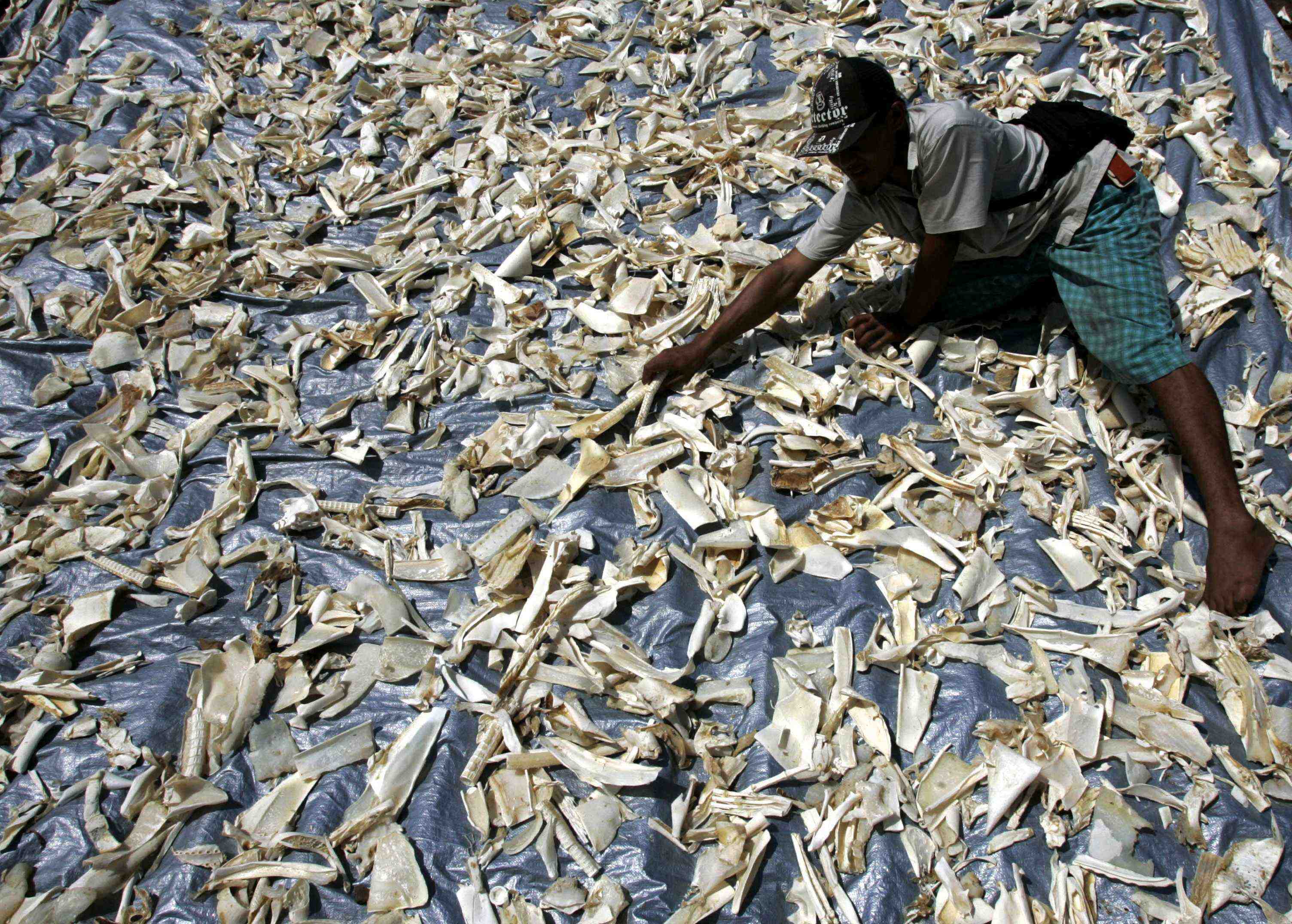 To eat or not to eat shark fin | Young Post Club