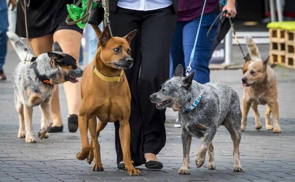 20 dog idioms that will make your writing a howling success | Young Post Club