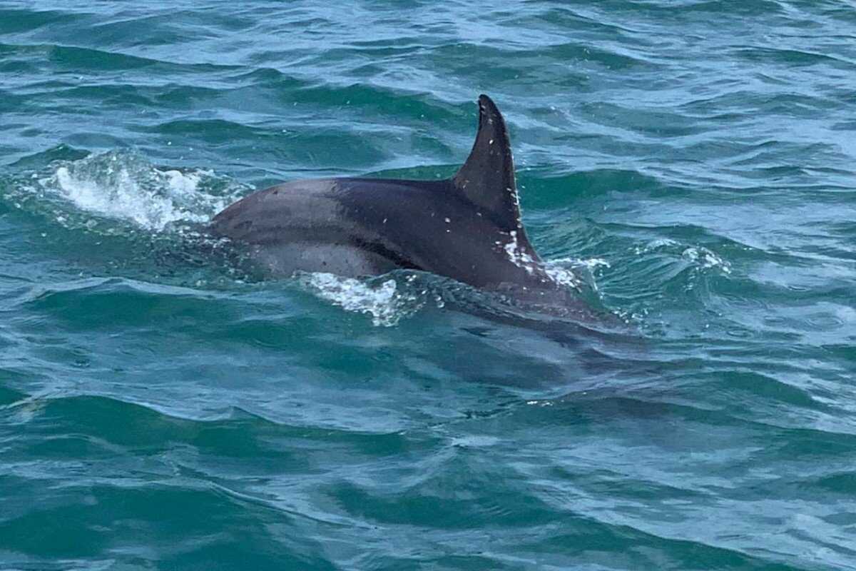Conservationists ask Hong Kong public to stay away from 'lost' young dolphin after it is spotted ...