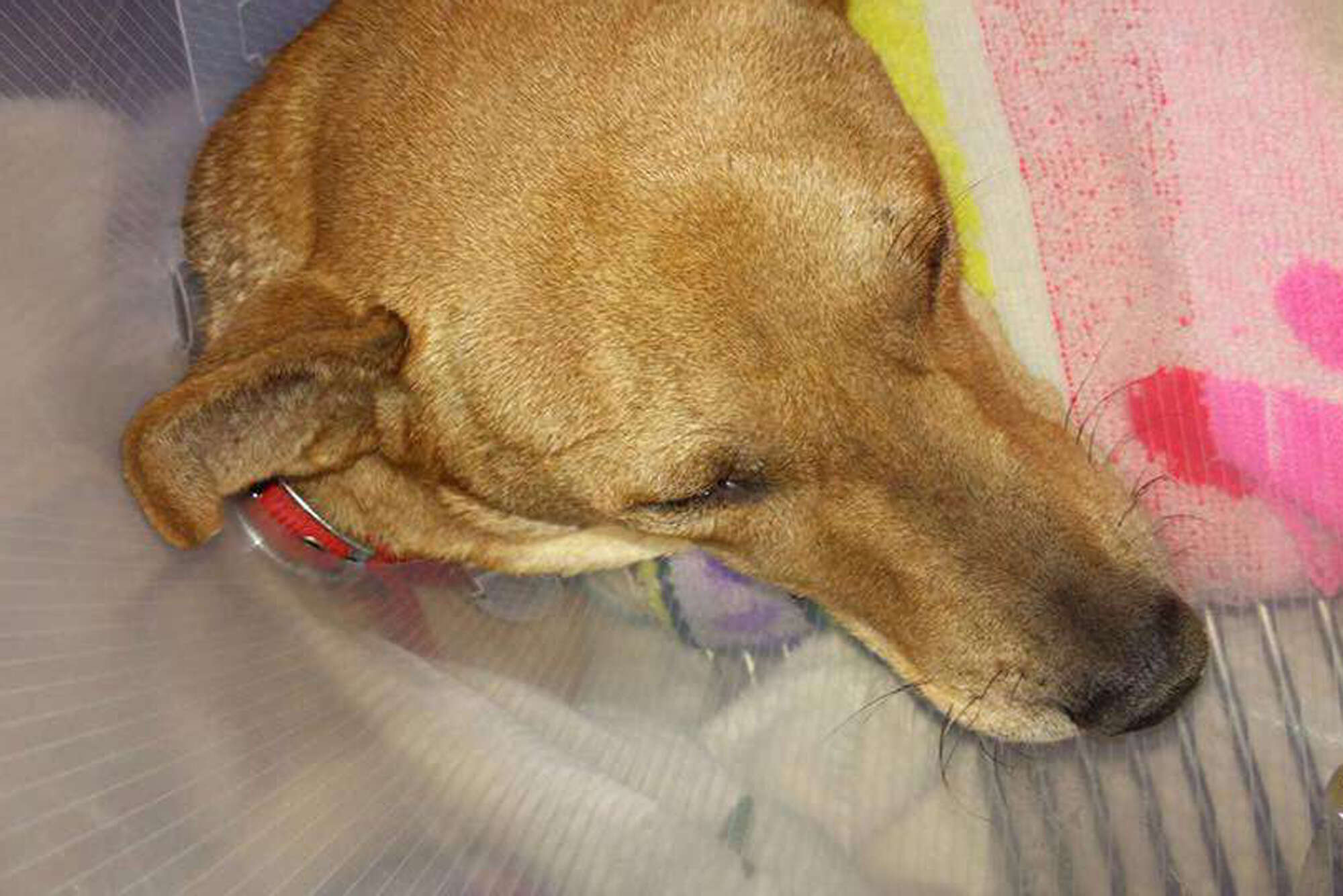 Hong Kong’s stray dogs eat stones, sand and weed to survive, says ...