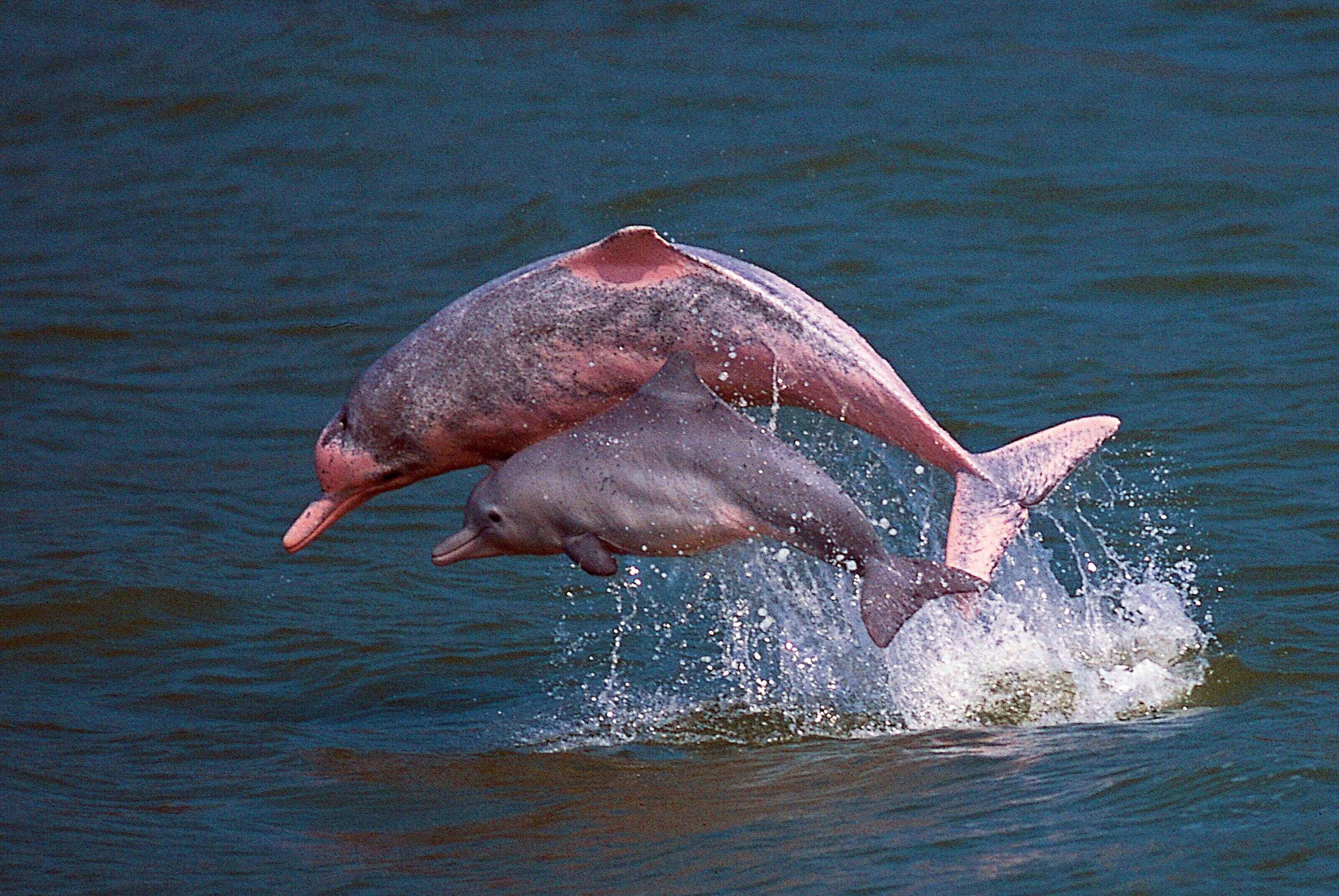 Hong Kong's pink dolphins are close to extinction ... what can you do ...