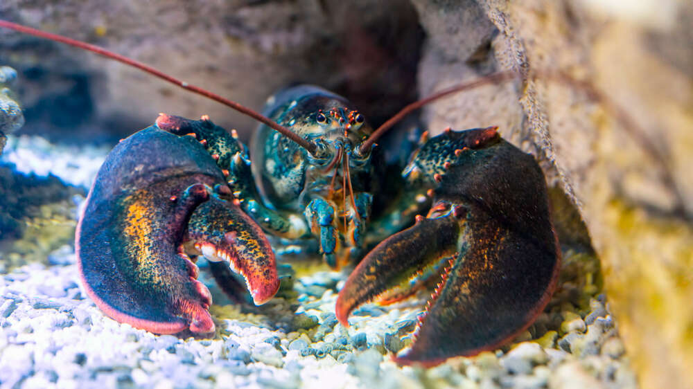 Lobster body armour: MIT professor looks to crustacean exoskeleton to ...