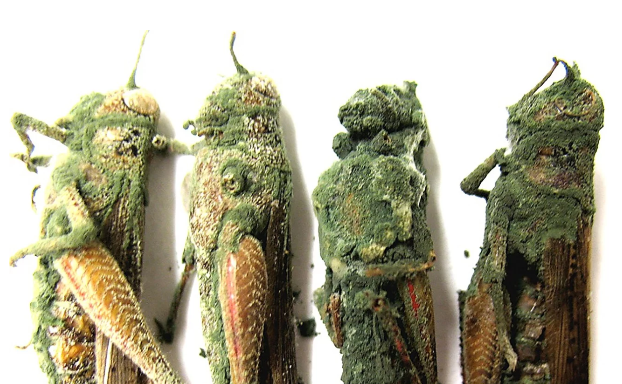 This 'zombie' fungus can help with your plague of locusts problems ...