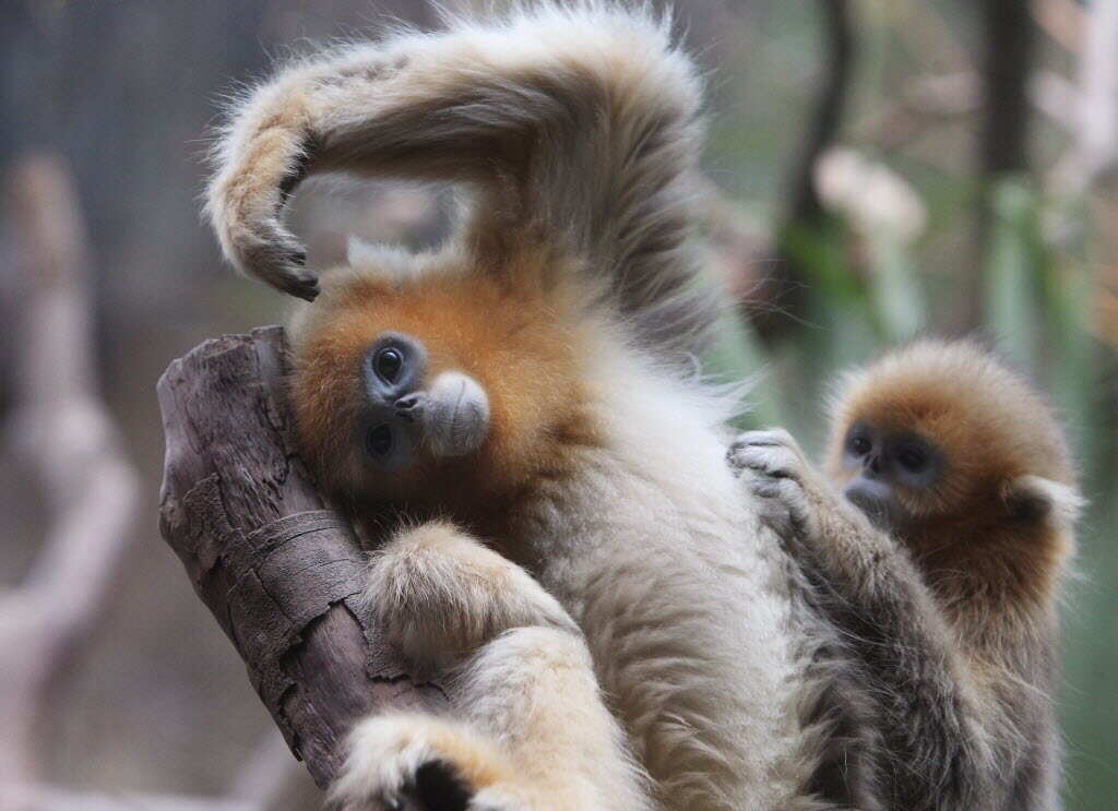 Golden snub-nosed monkeys at Ocean Park | Young Post Club