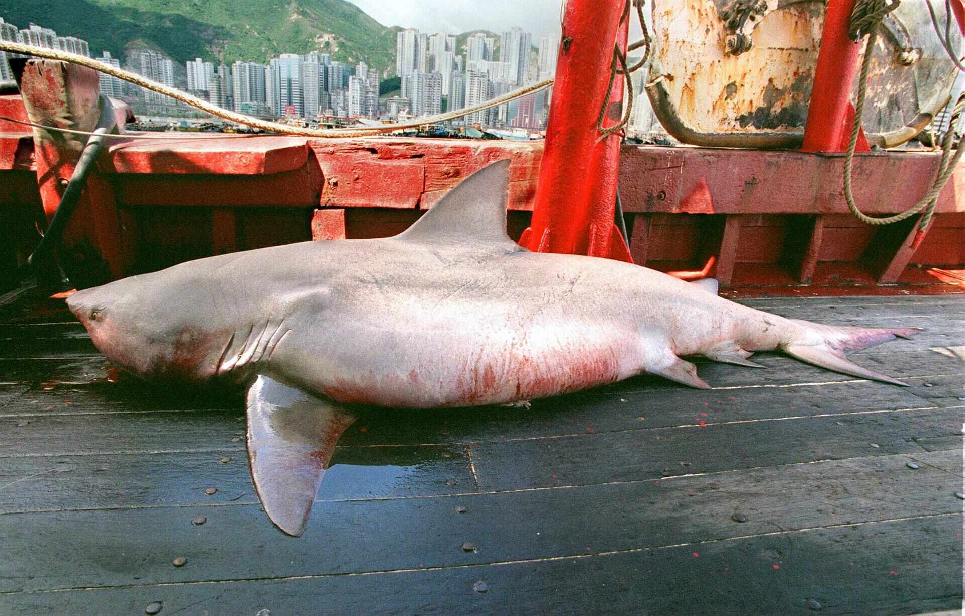 Sharks sound terrifying, but a scene from Jaws isn't something we need ...