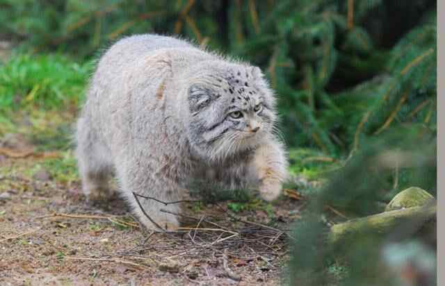 First steps for Highland Wildlife Park's Pallas kittens | Young Post Club