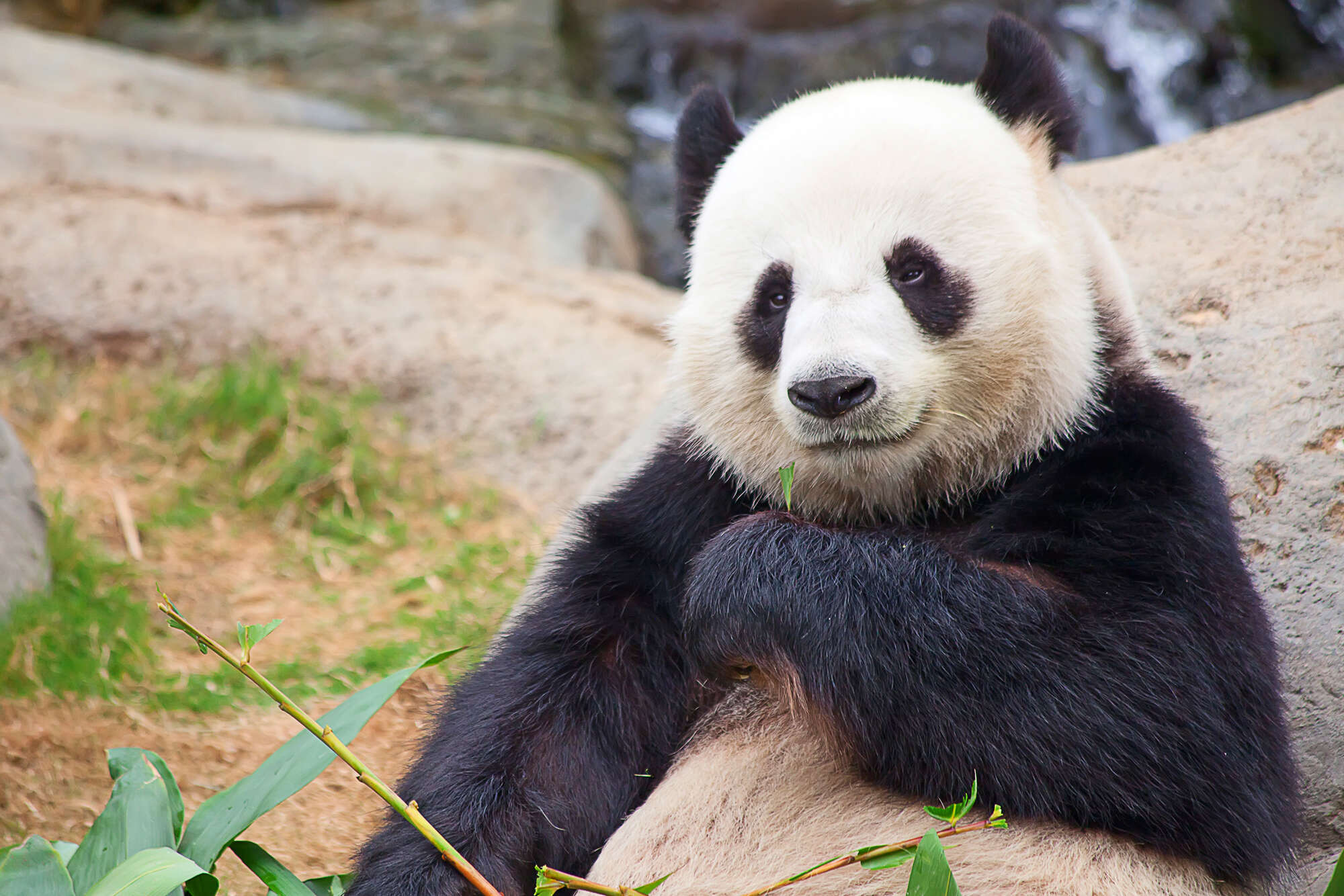 Cherry's choice: cute animals to get you through the rest of your week ...