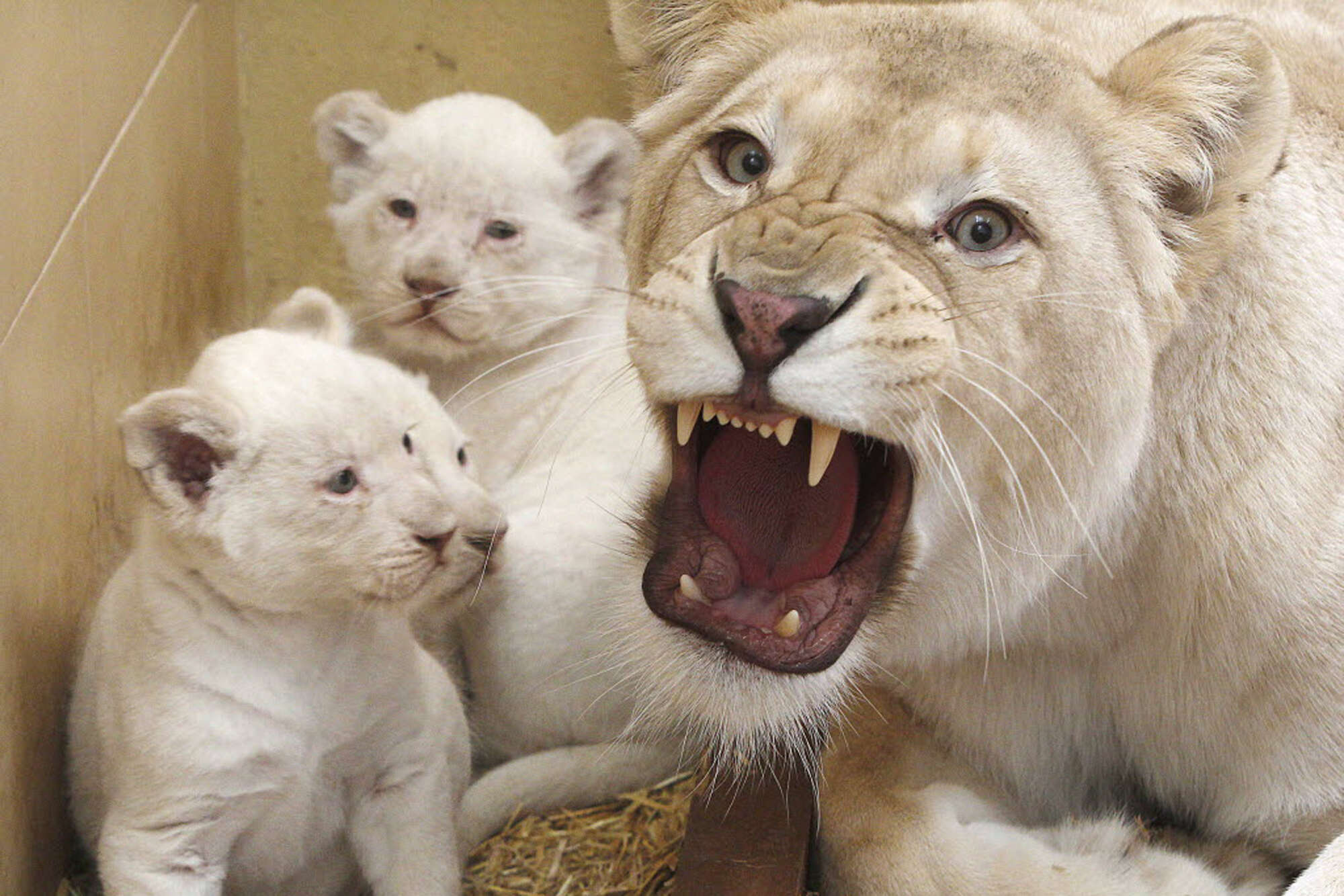 Polish zoo welcomes white tiger cubs, and grows global population of ...