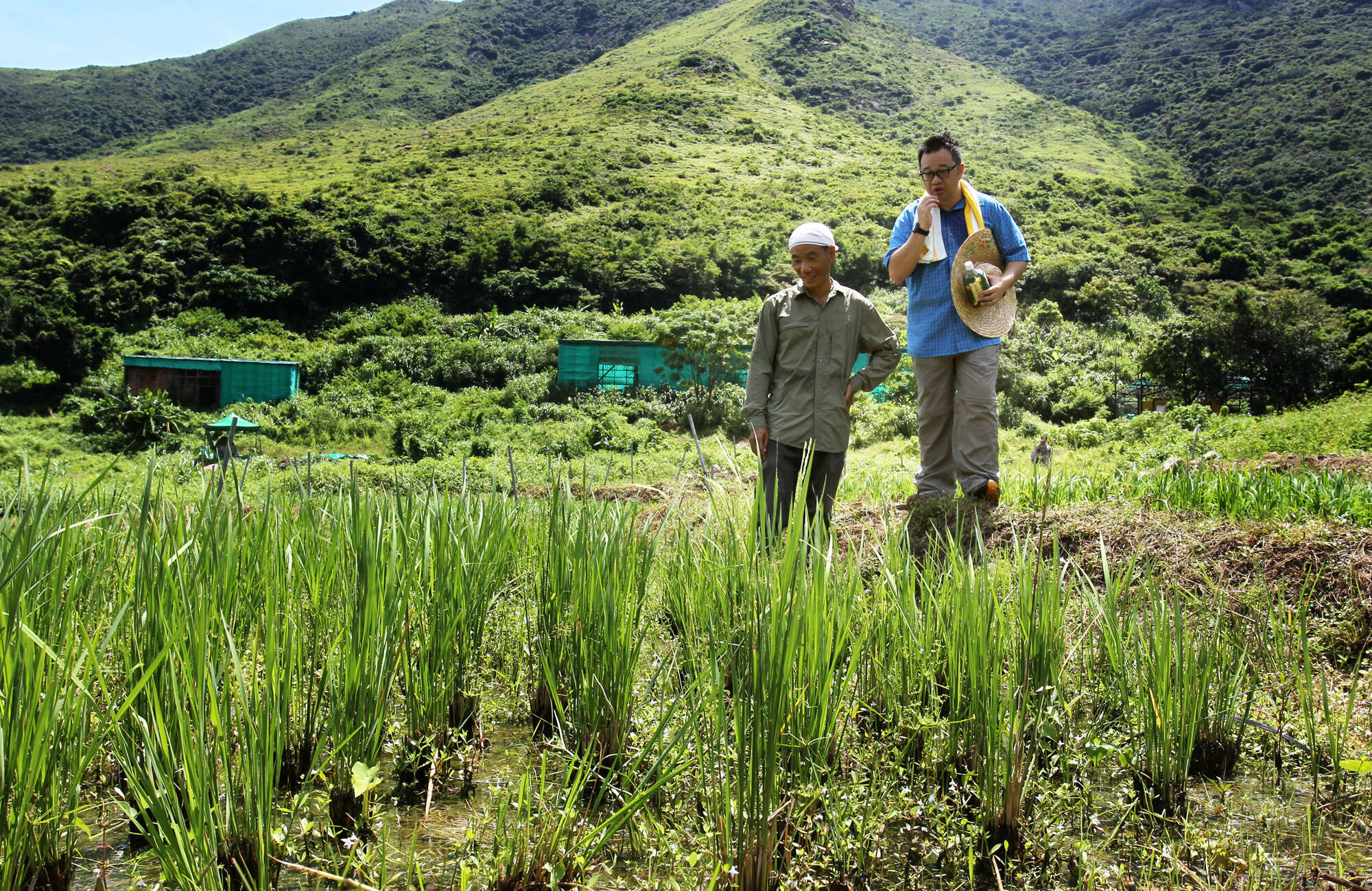 Organic farms in Yi O are bringing old rice paddies back to life ...