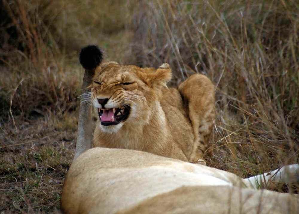 Things you never knew you wanted to know: which animals fart and whose smell the worst | Young ...