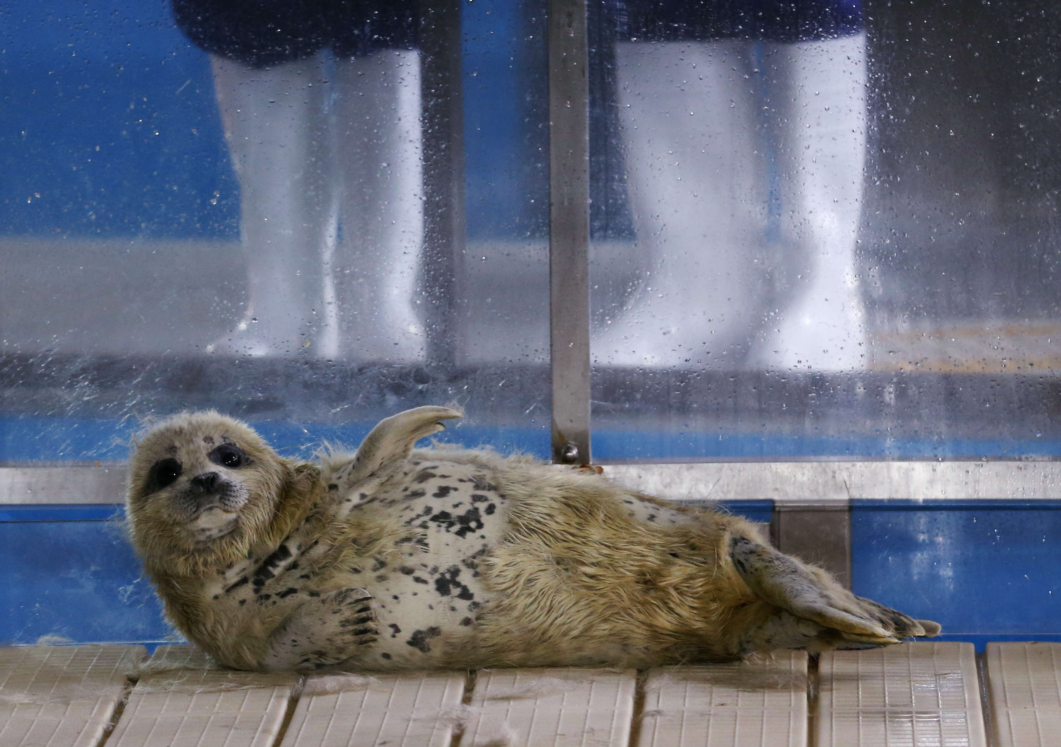 Tragedy and mayhem at Hong Kong's Ocean Park as two seals die, and a ...