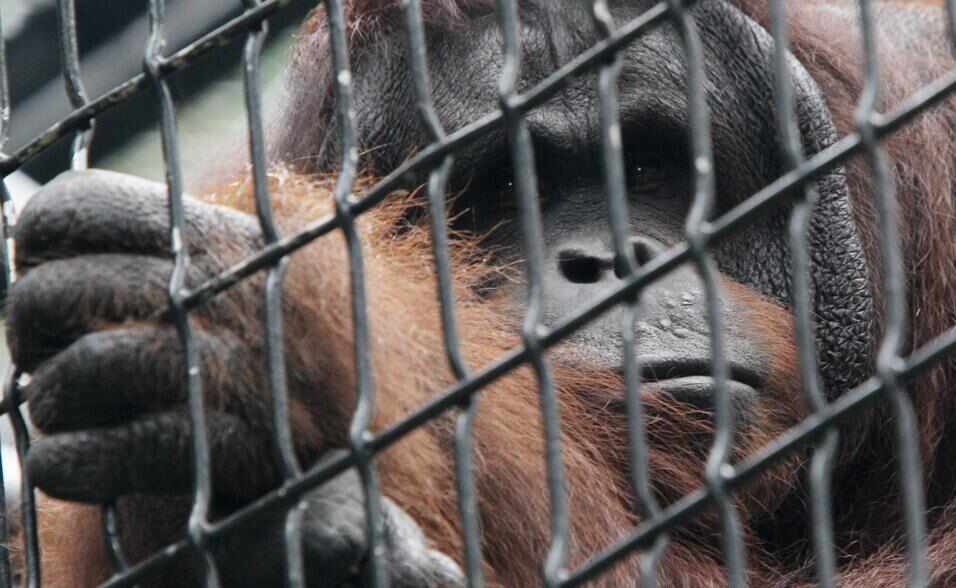 abnormal animal behaviour