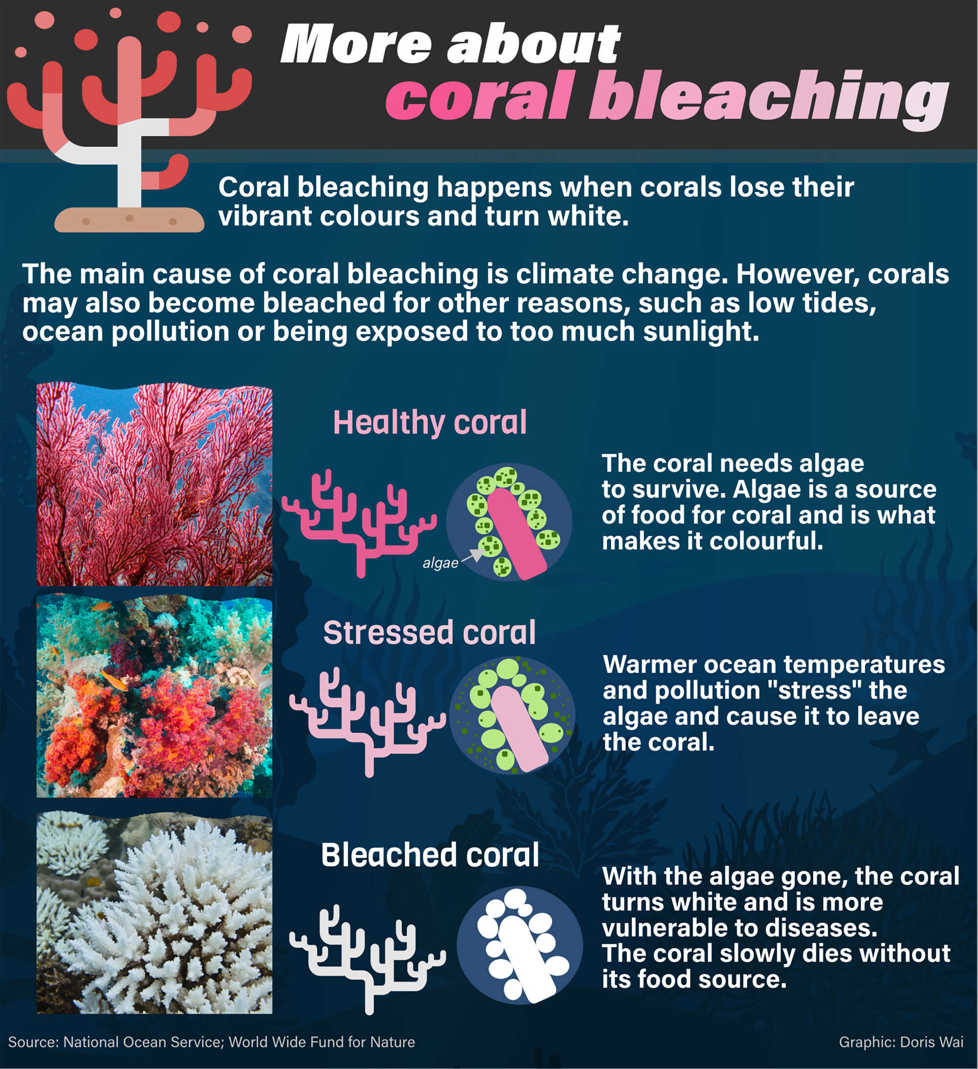 do corals need red light