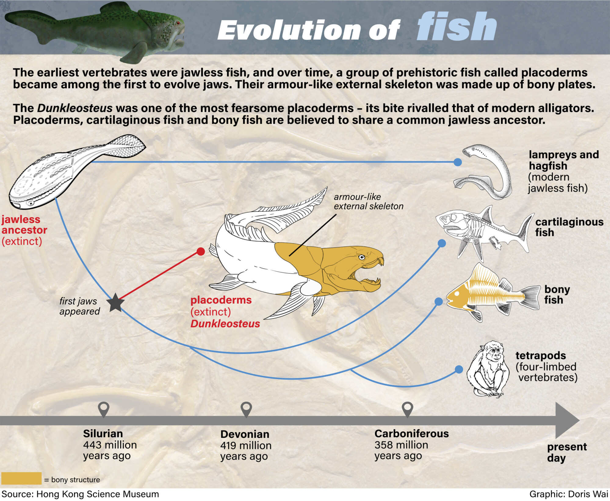 first vertebrates fish