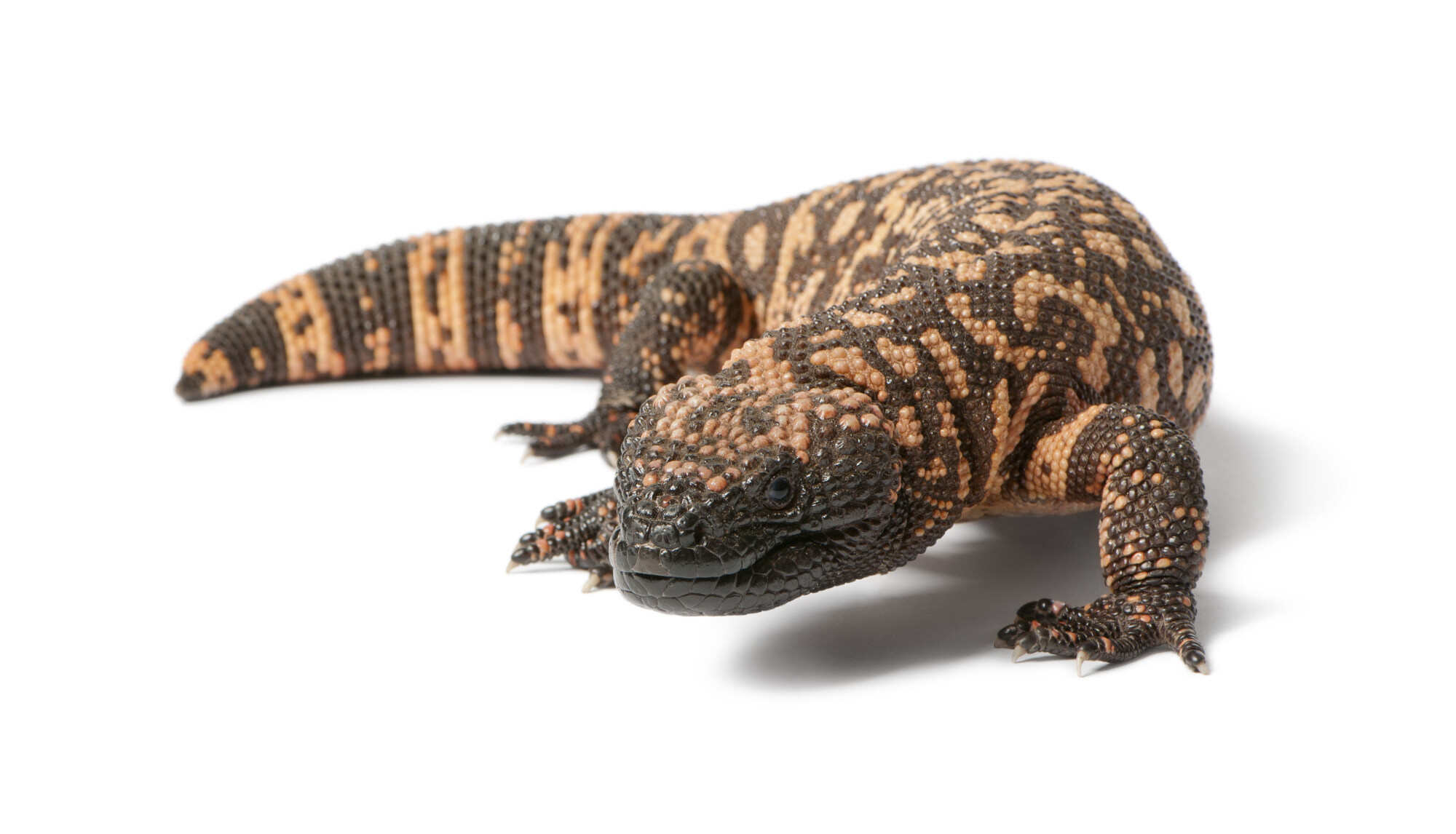 gila monster bite force