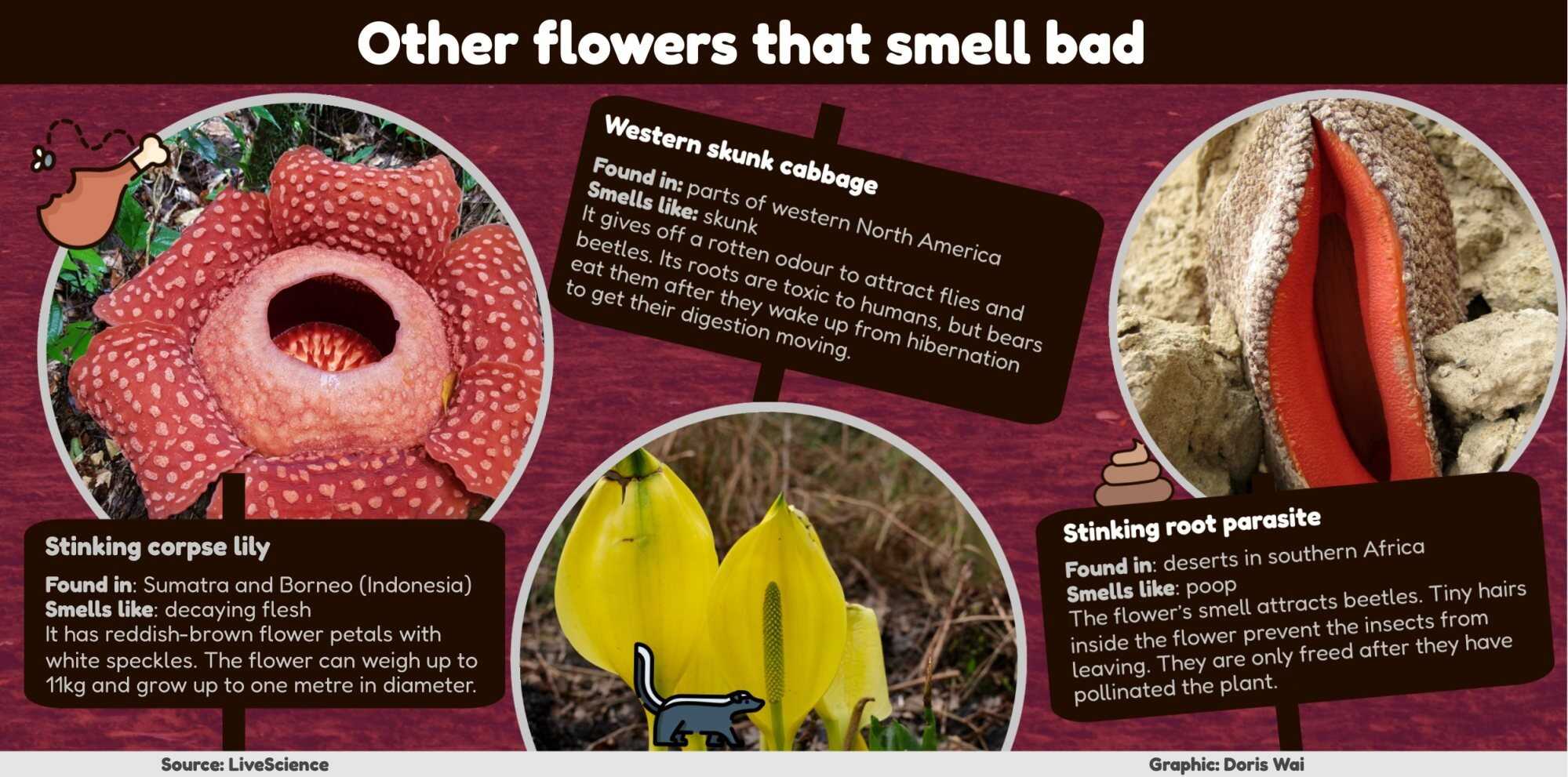 what does rotting flesh smell like