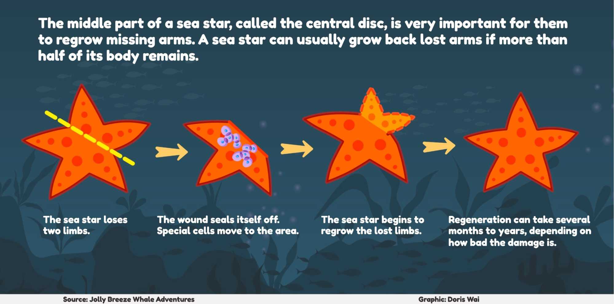starfish fragmentation