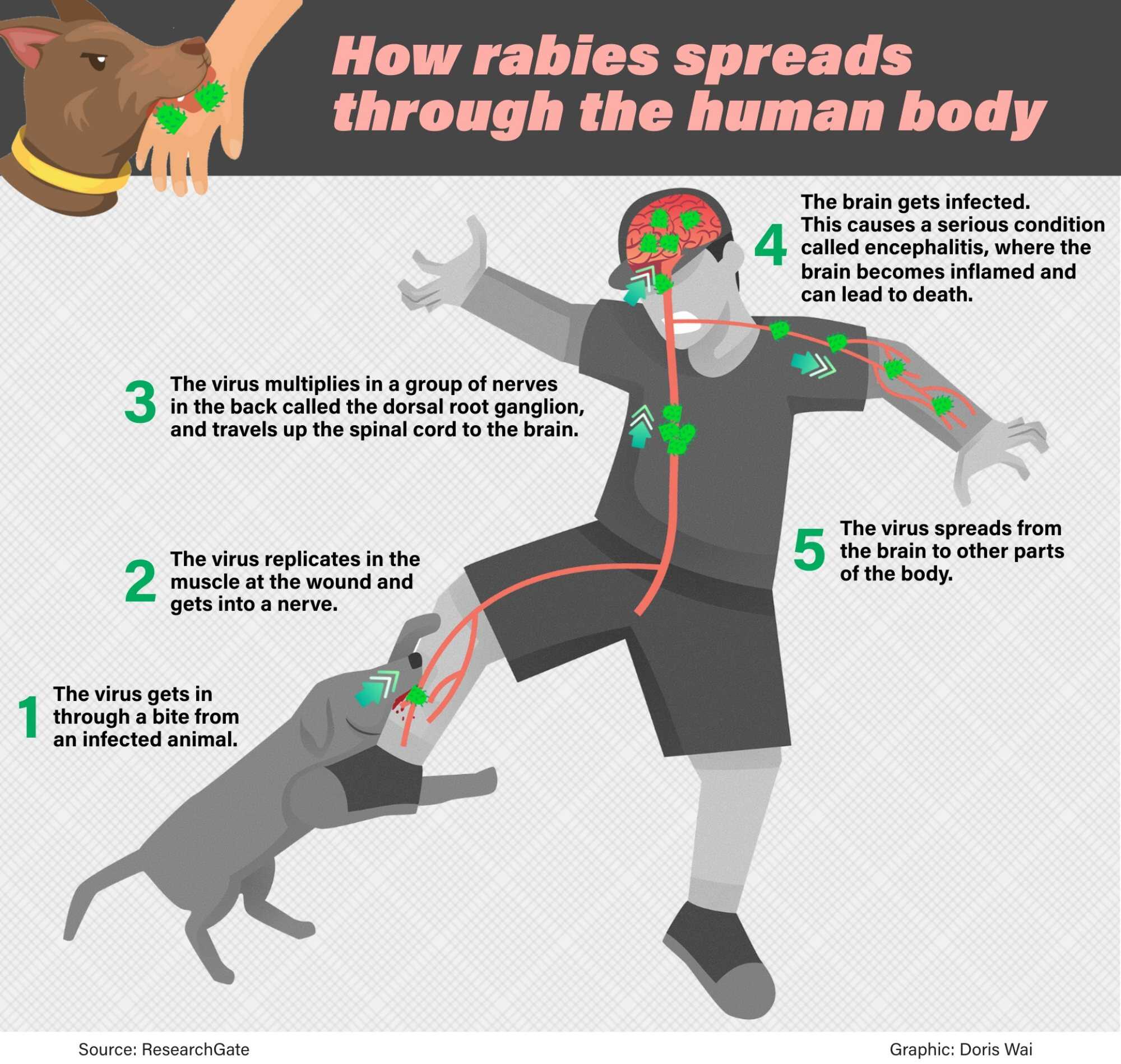 rabies illness