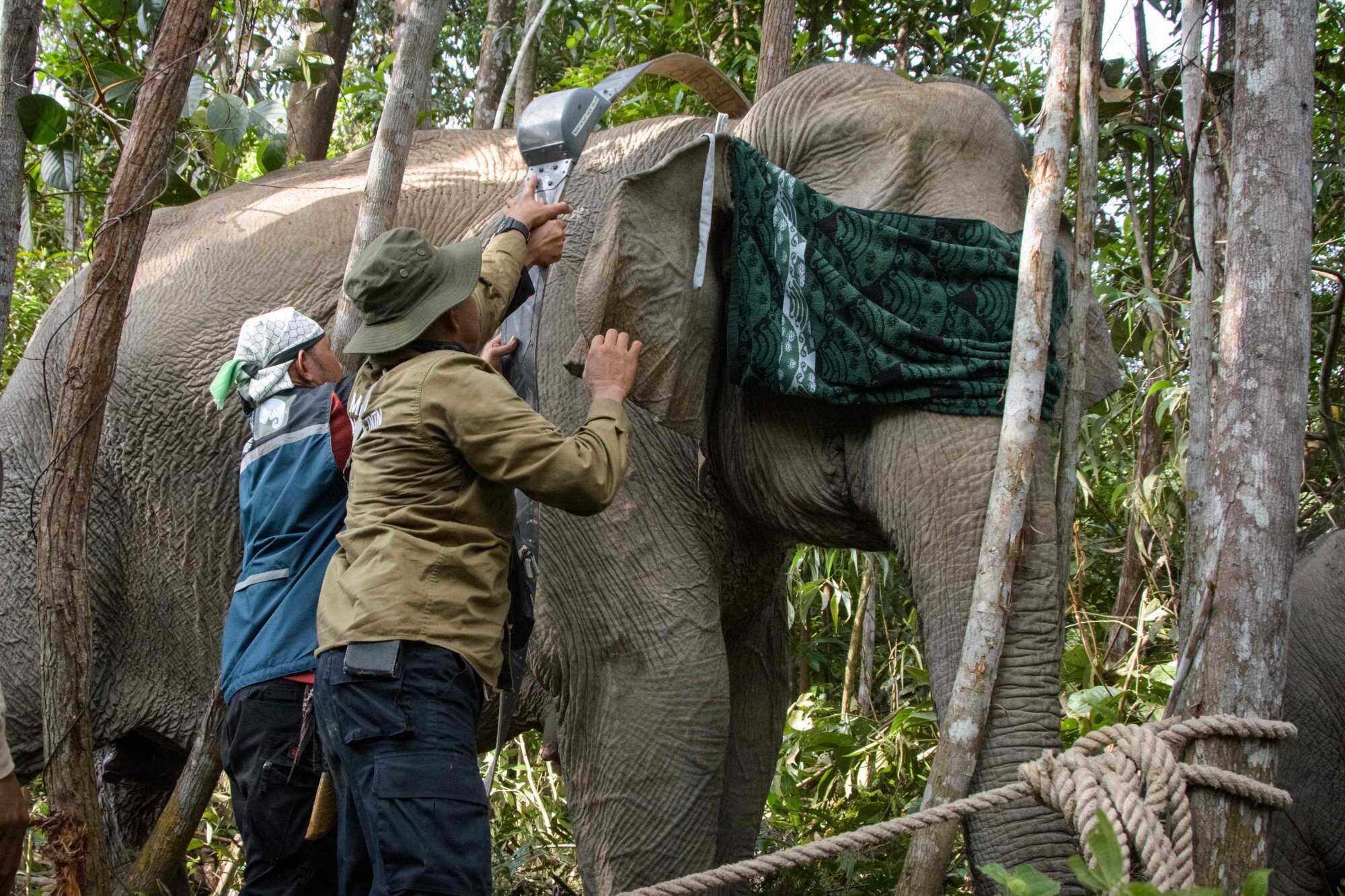 elephant attack human