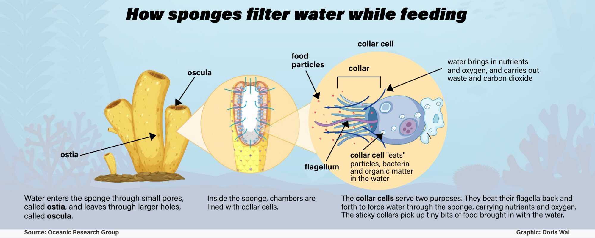 sponge collar cells